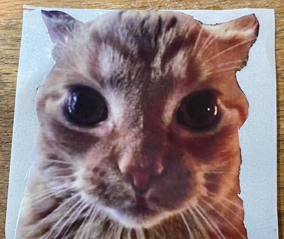 Staring Cat Sticker - Etsy