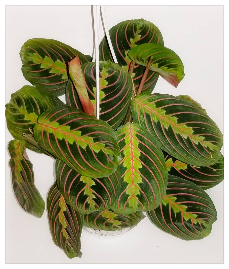 Maranta Pink Prayer Plant Etsy