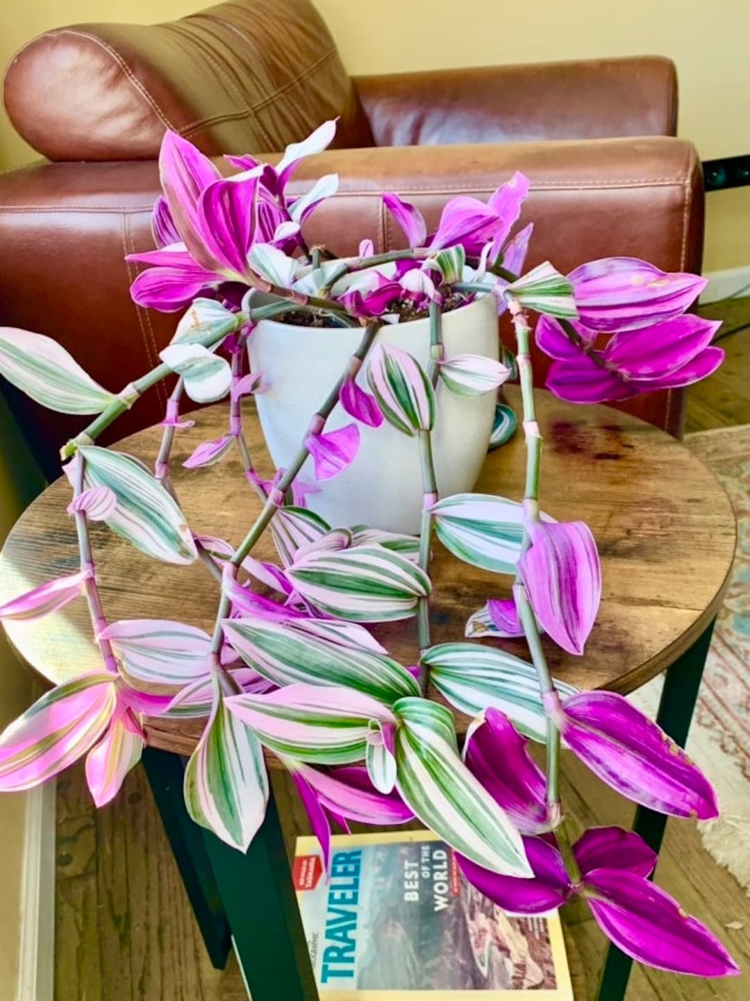 RARE Tradescantia Nanouk Plant Cuttings - Etsy