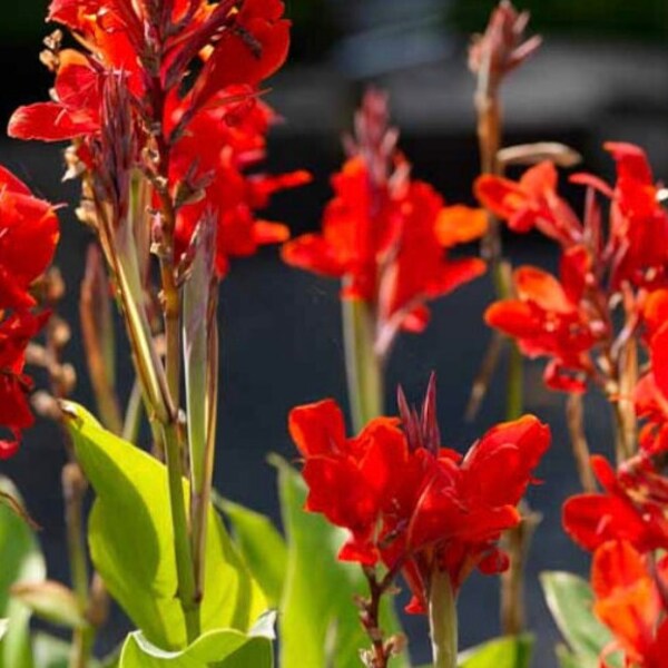 Canna Bulbs - Etsy