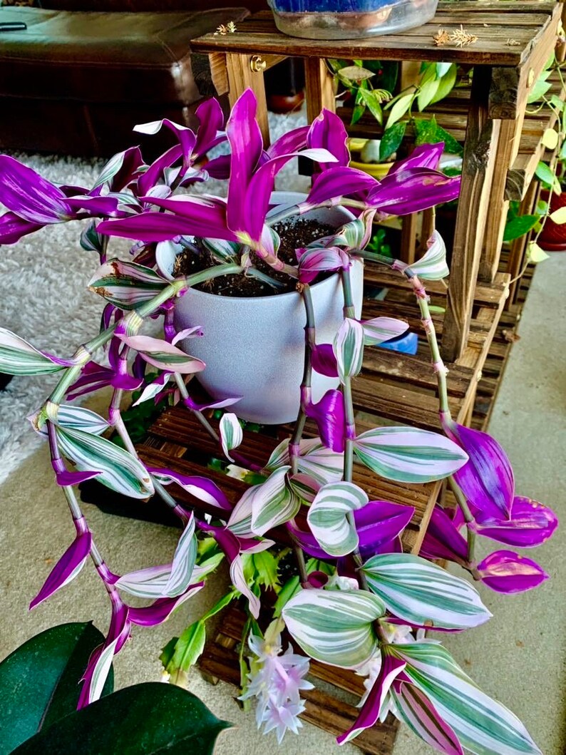 RARE Tradescantia Nanouk Plant Cuttings - Etsy