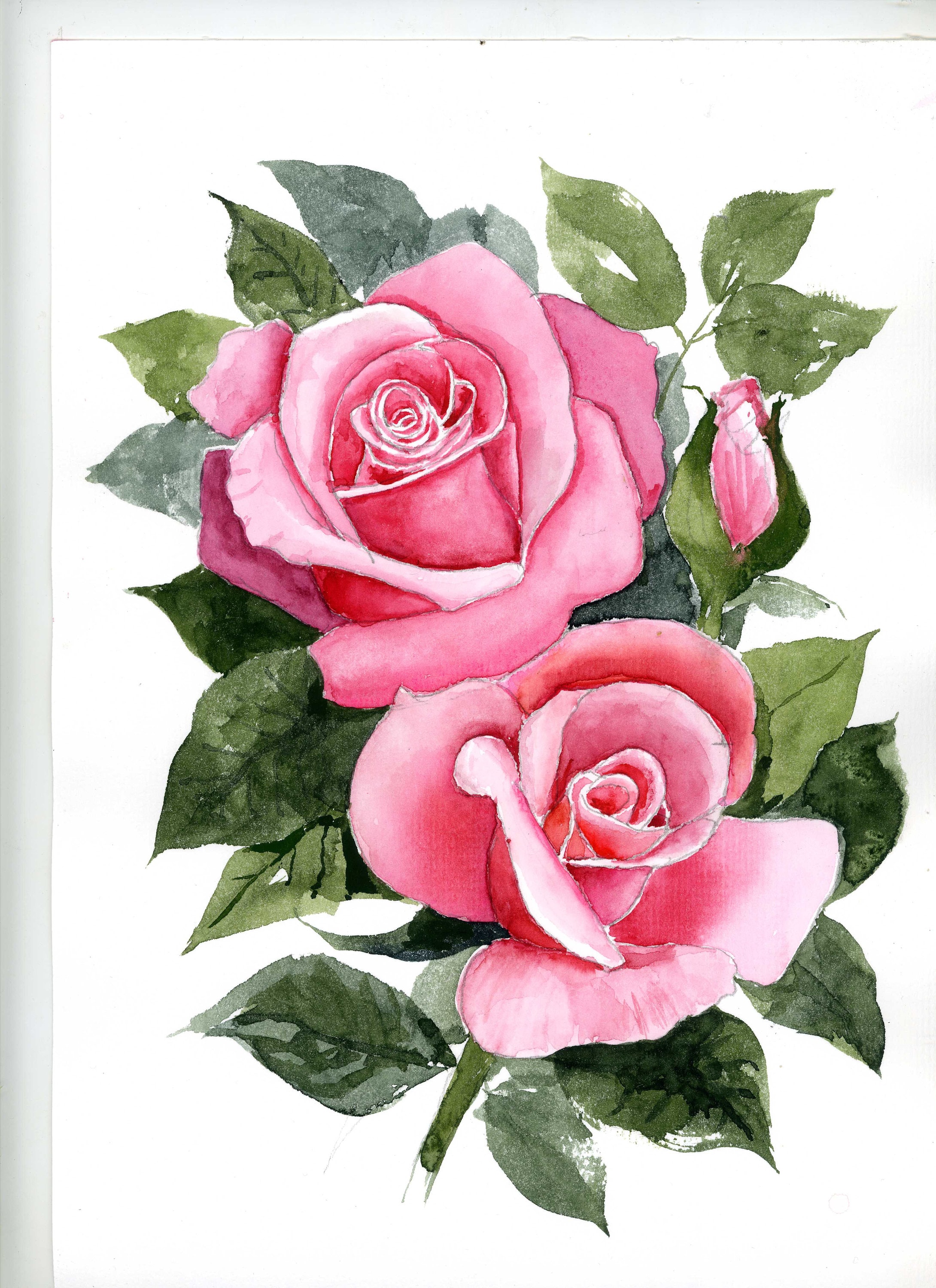 ORIGINAL Pink Roses Watercolor 8-1/4 X 11-1/2 Inches, Unframed. - Etsy