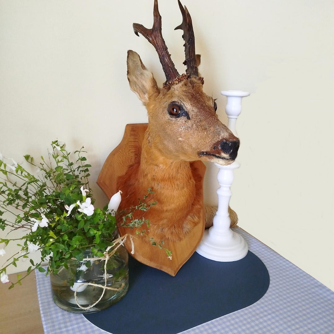 Vintage French Taxidermy Deer Head Rustic Hunting Trophy Decor, 1980s ...