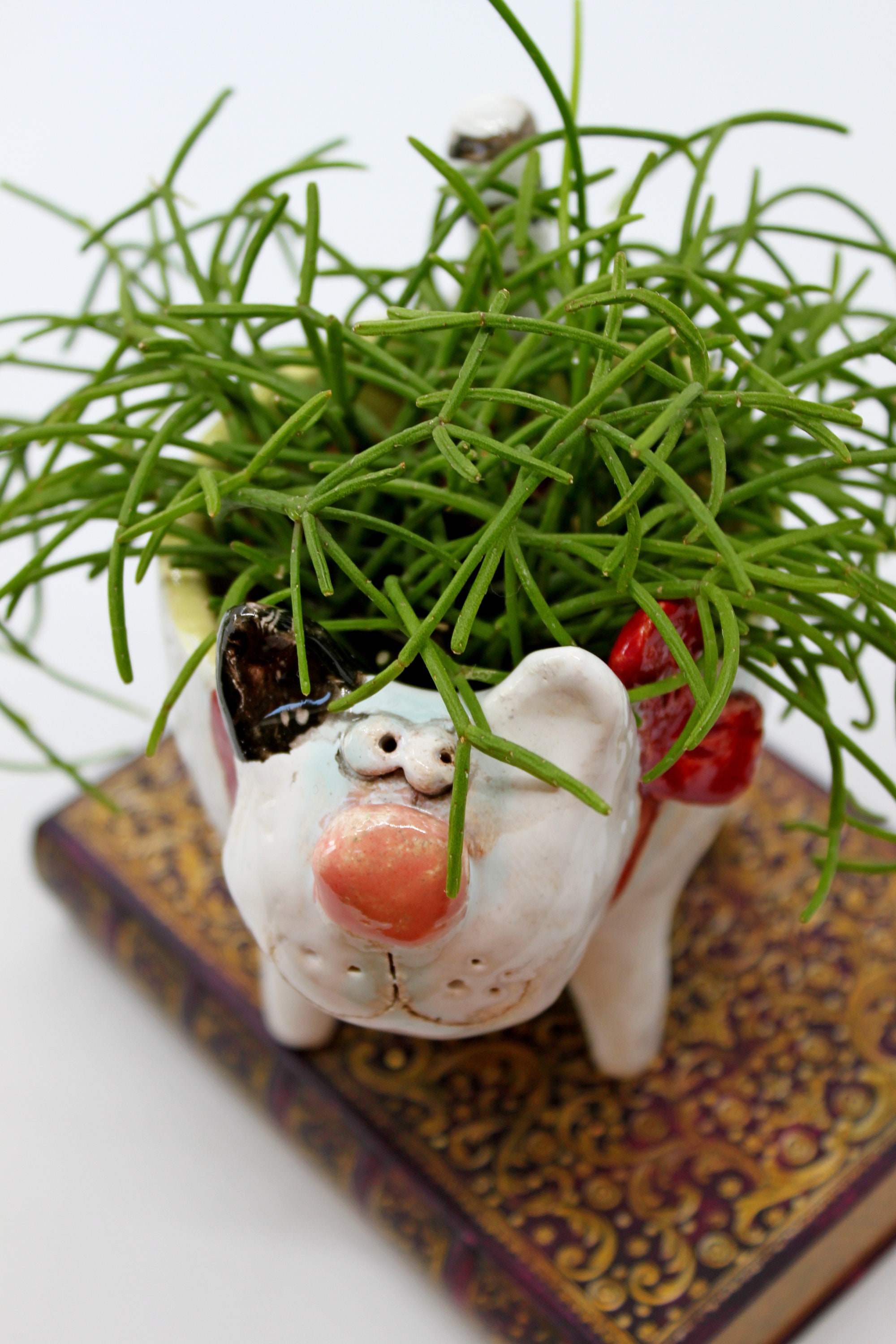 Ceramic cat flower pot for plants cactus or succulents cat | Etsy