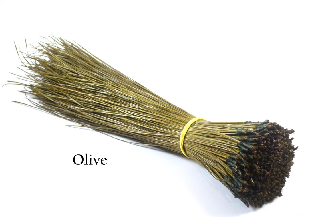 Up to 16 Inches Florida Long-leaf Dyed Pine Needles for Basket Making ...