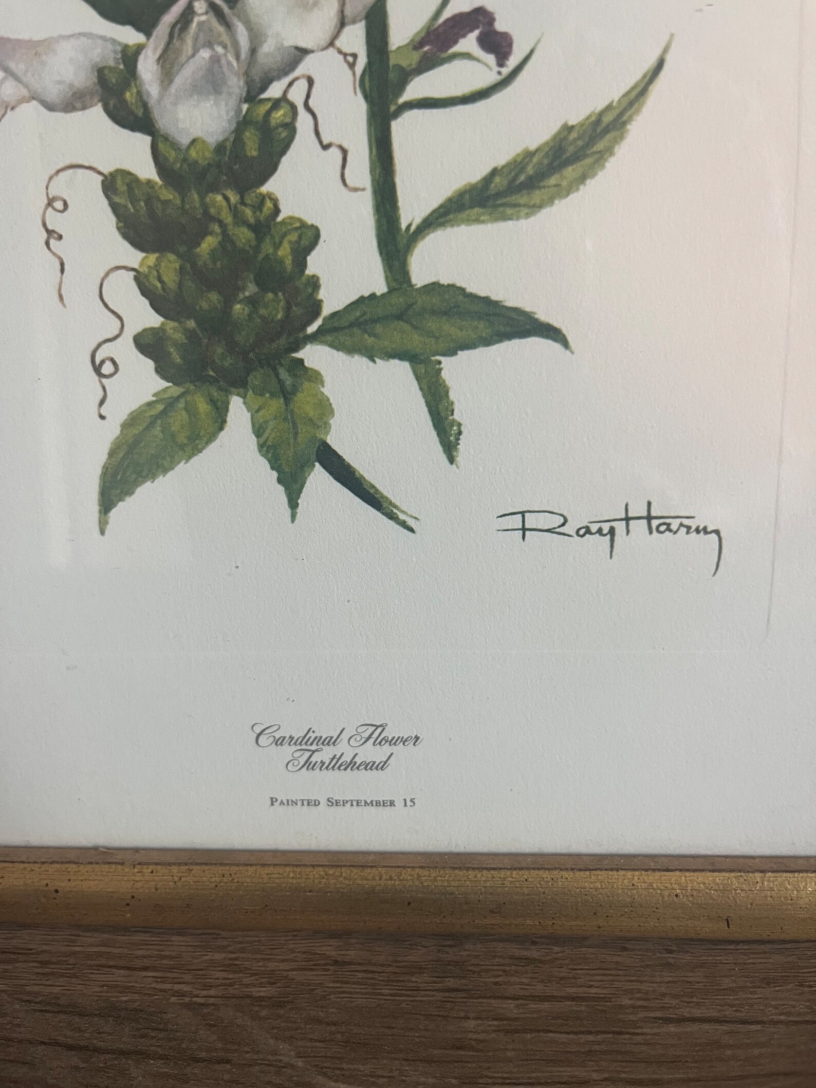 Wildlife Late Summer and Fall Wildflowers Set of 2 Framed Prints Ray ...