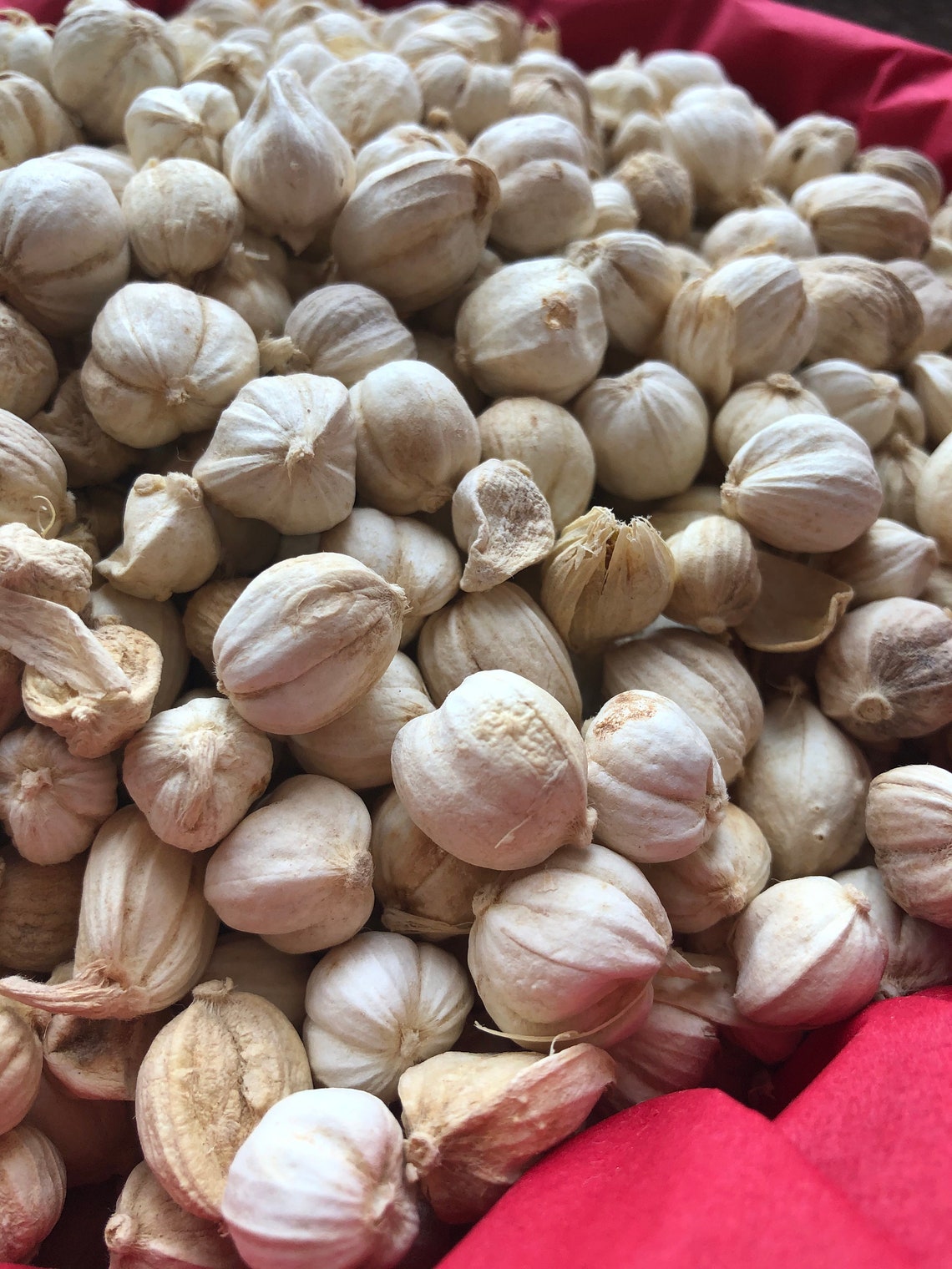 Indonesian Cardamom 40g - Kapulaga - Etsy