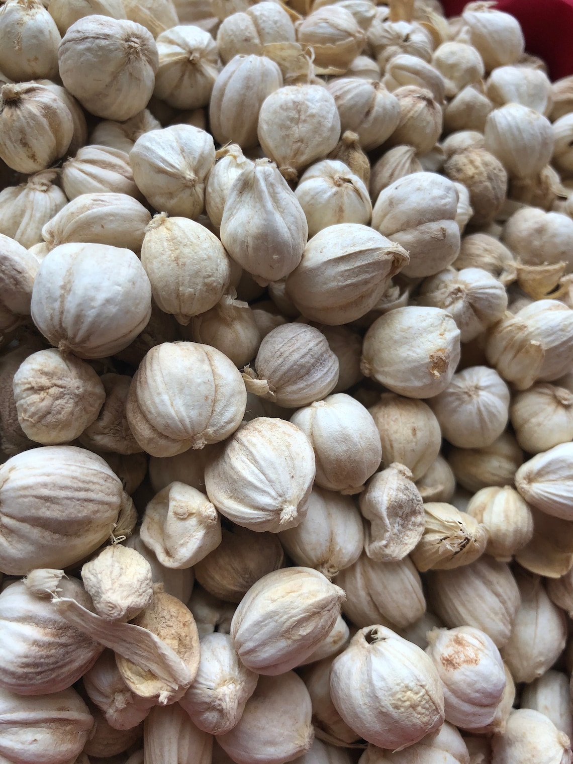 Indonesian Cardamom 40g - Kapulaga - Etsy