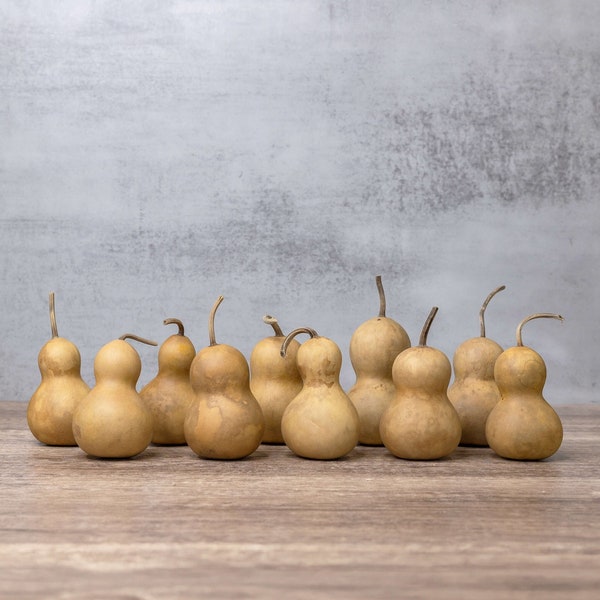 Dried Gourds - Etsy