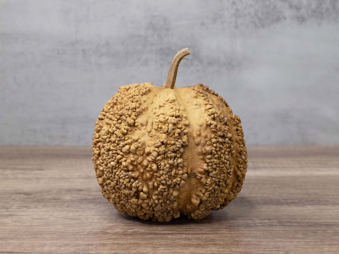 Hard Shell Warty Gourd - 5" - 6" Diameter, Dried Gourd for Crafting and ...