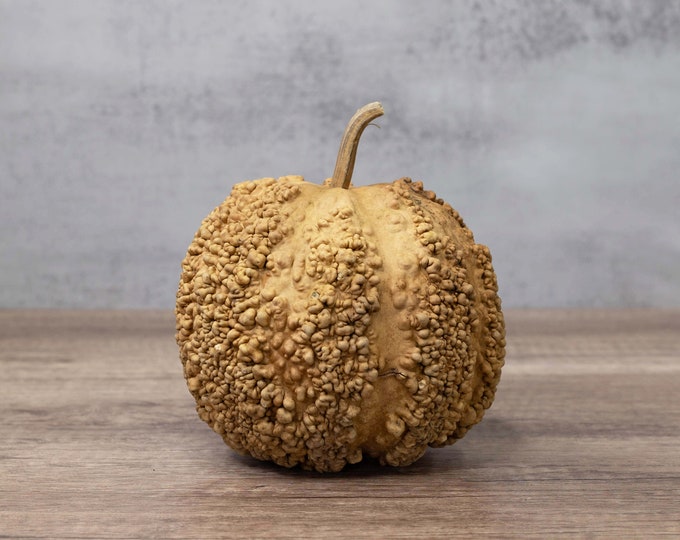 Dried Hard Shell Martin Gourd - 6" Diameter - Etsy