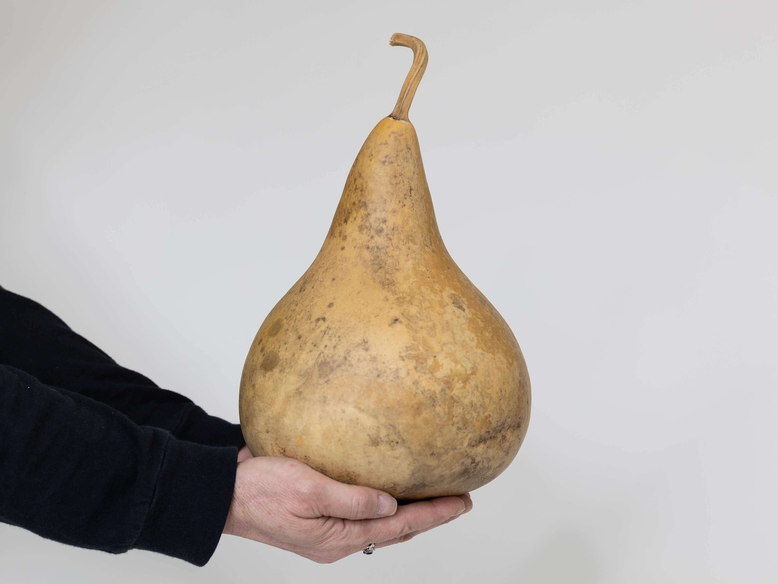 Dried Hard Shell Martin Gourd 7 Diameter - Etsy