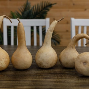 5 Dipper Gourds (3.5" Diameter) - Dried Gourds for Crafts and ...