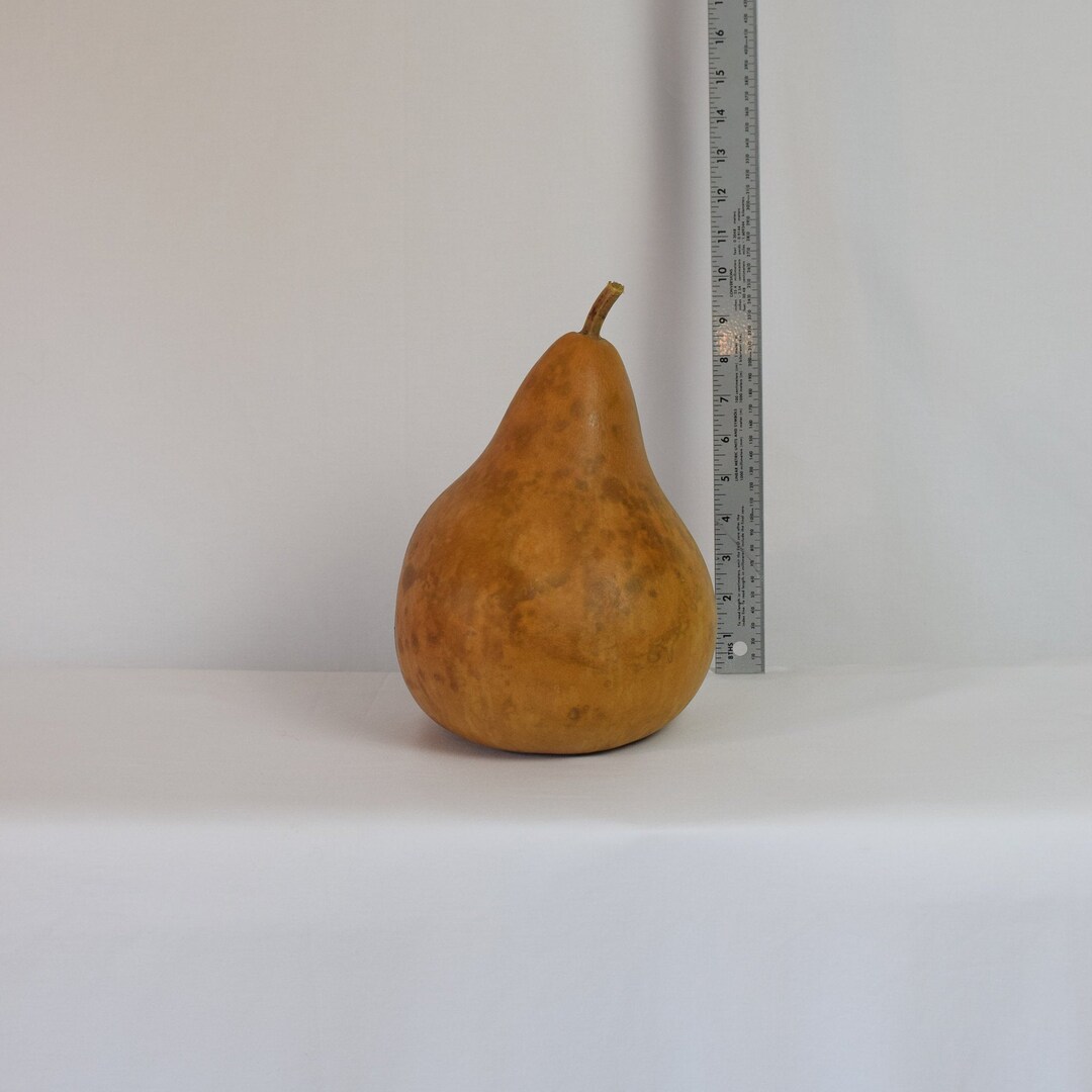 Dried Hard Shell Martin Gourd 7 Diameter - Etsy