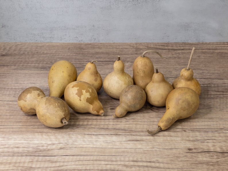 10 Small Gourds Mix - Dried Gourds for Crafting and Decorating, Bowl ...