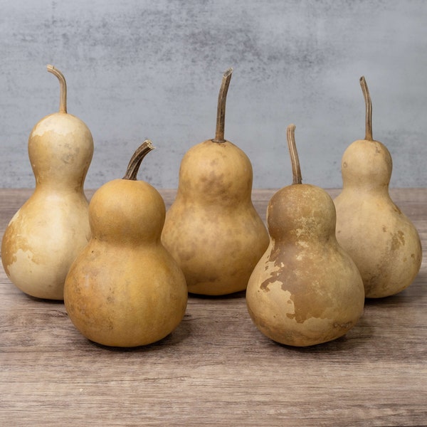 Dried Gourds - Etsy