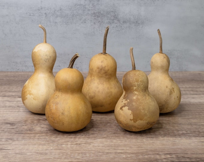 Birdhouse Gourds Seeds, Dipper, Bottle Gourd, 25 Seeds // Heirloom, Non ...