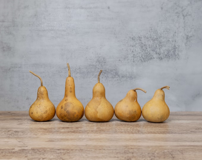 Giant Ornamental Fall Gourd Mix giant Size Gourds - Etsy