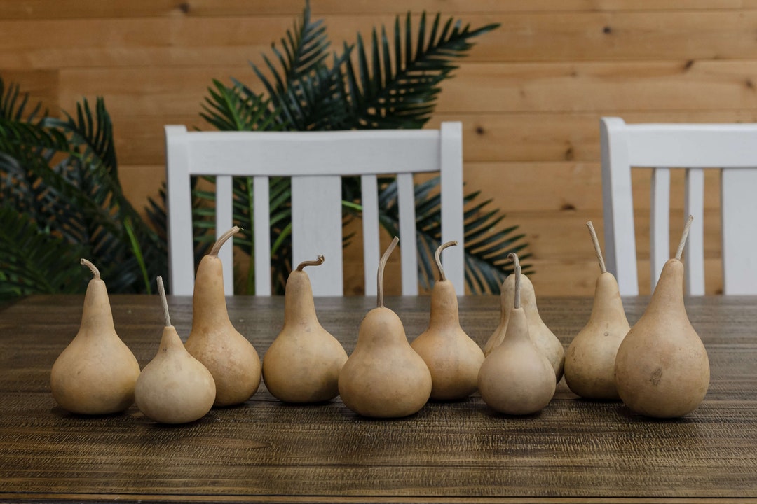 10 Small Martin Gourds 2 Diameter, Dried Gourds for Crafting and ...