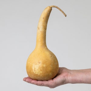 5 Dipper Gourds (3.5" Diameter) - Dried Gourds for Crafts and ...