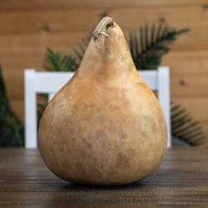 Dried Hard Shell Martin Gourd - 7" Diameter - Etsy