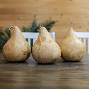 3 Dried Martin Gourds - 5" Diameter - Etsy