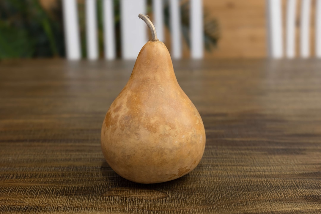 Dried Hard Shell Martin Gourd 7 Diameter - Etsy