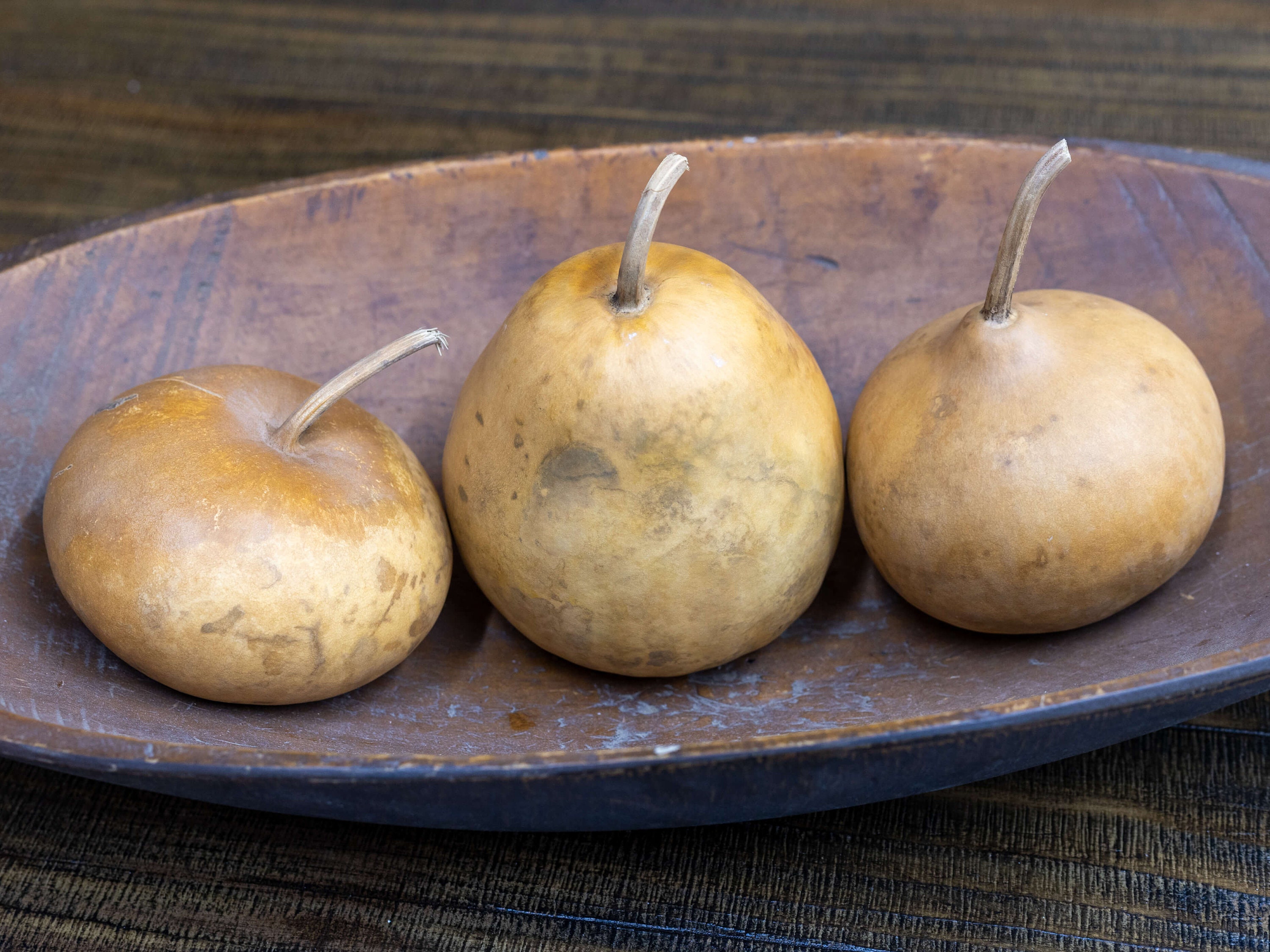 Dried Gourds Mixed Bundle: Crafting & Fall Decor (5 Inch) - Etsy
