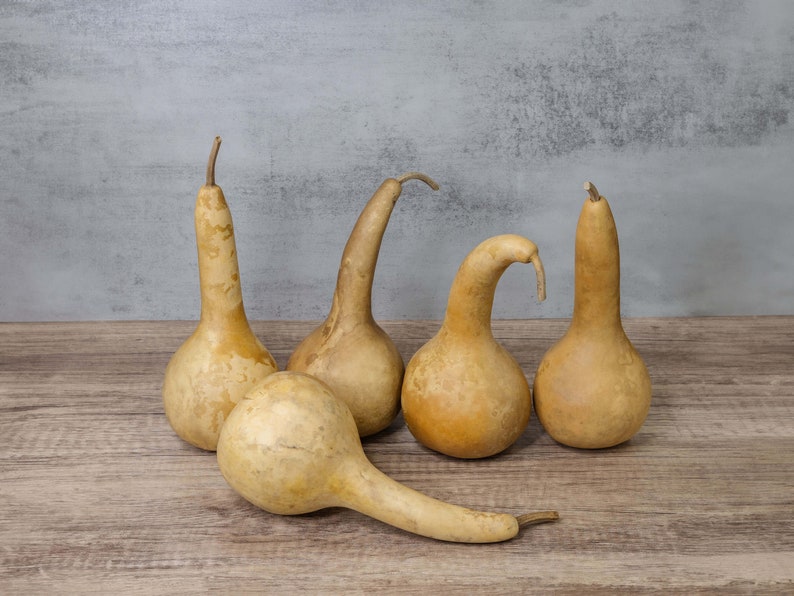 5 Dipper Gourds (3.5" Diameter) - Dried Gourds for Crafts and ...