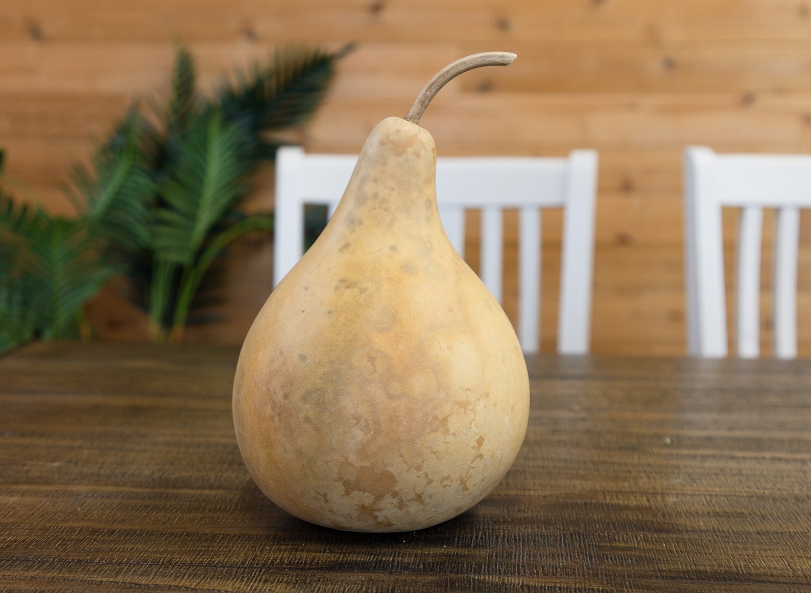 Dried Hard Shell Martin Gourd 7 Diameter - Etsy