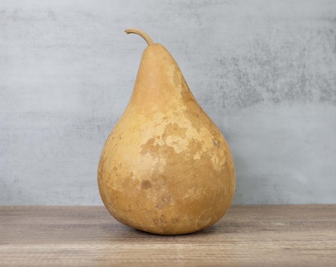 Dried Hard Shell Martin Gourd - 7" Diameter - Etsy