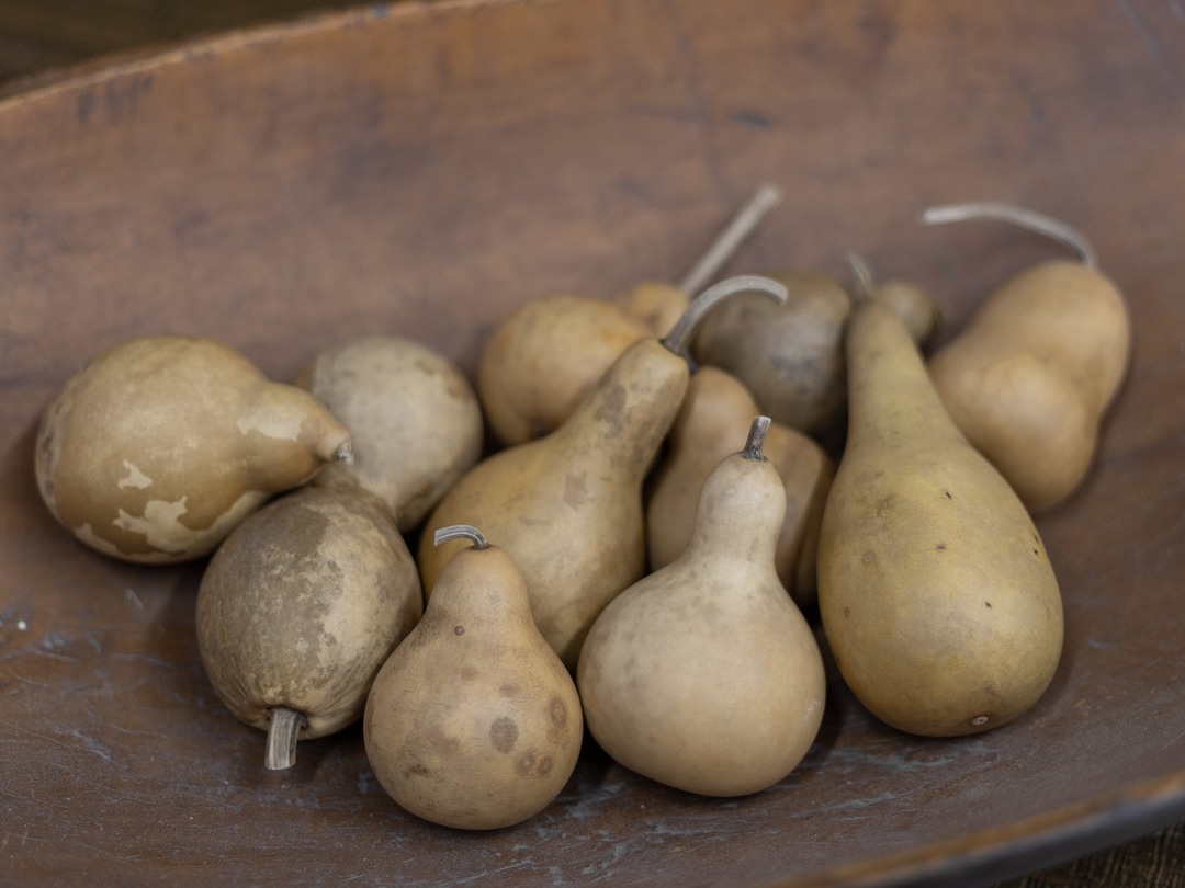 10 Small Gourds Mix - Dried Gourds for Crafting and Decorating, Bowl ...