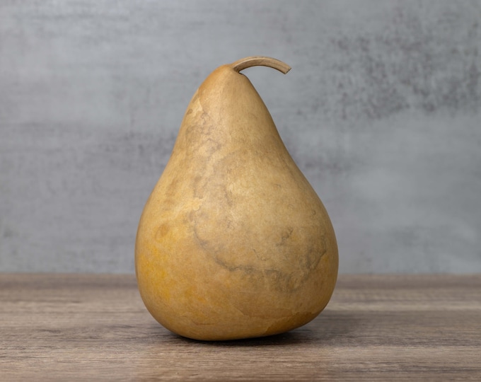 Dried Hard Shell Martin Gourd 6 Diameter - Etsy