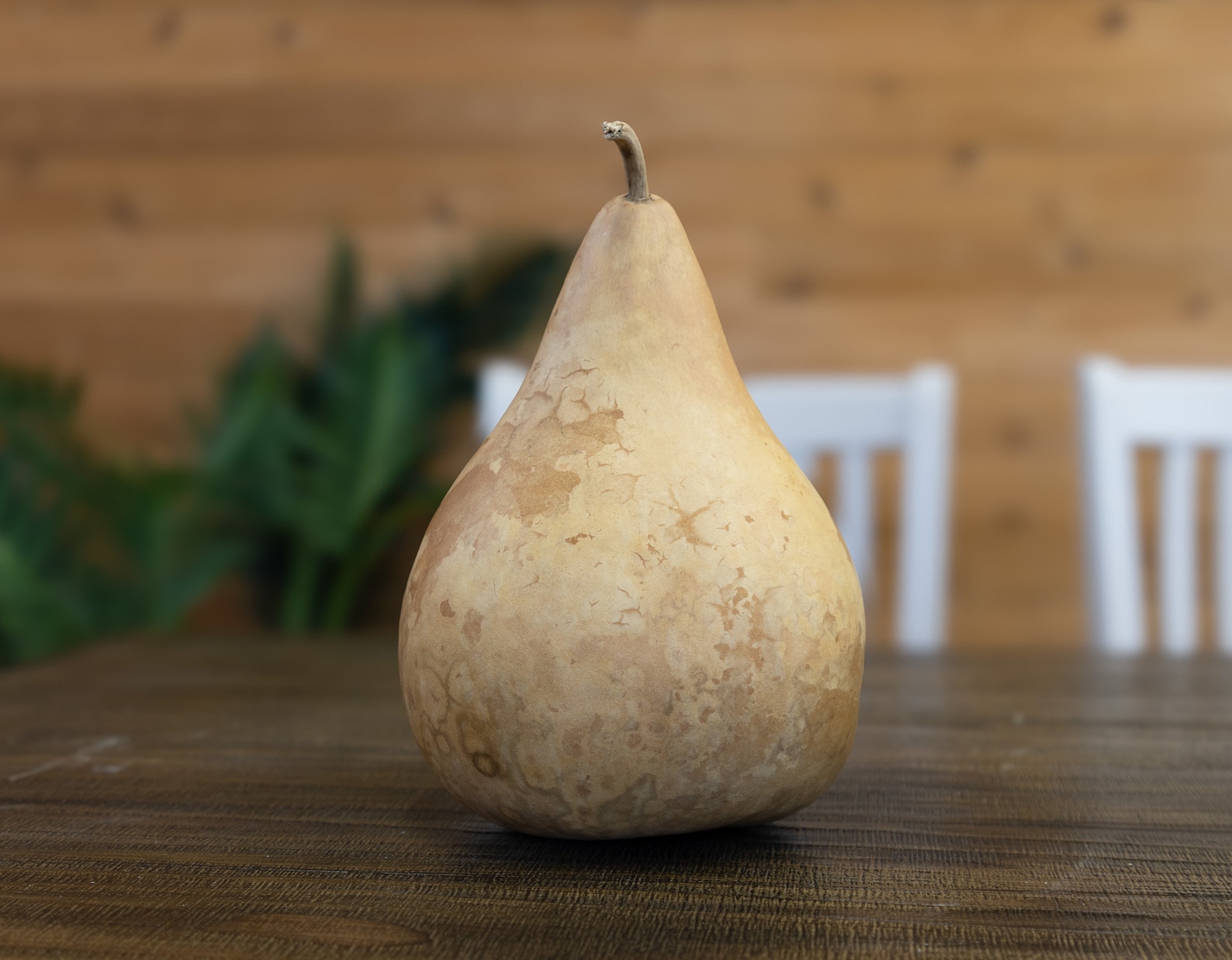 Dried Hard Shell Martin Gourd - 7" Diameter - Etsy