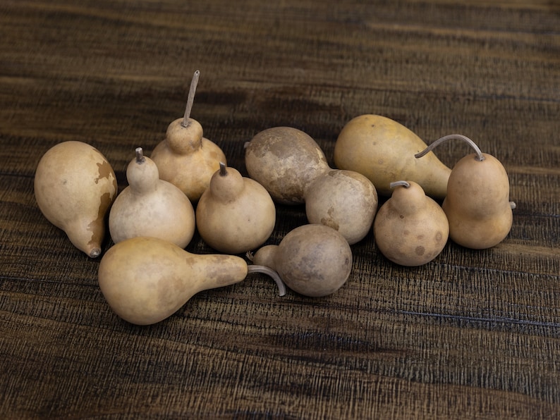 10 Small Gourds Mix - Dried Gourds for Crafting and Decorating, Bowl ...