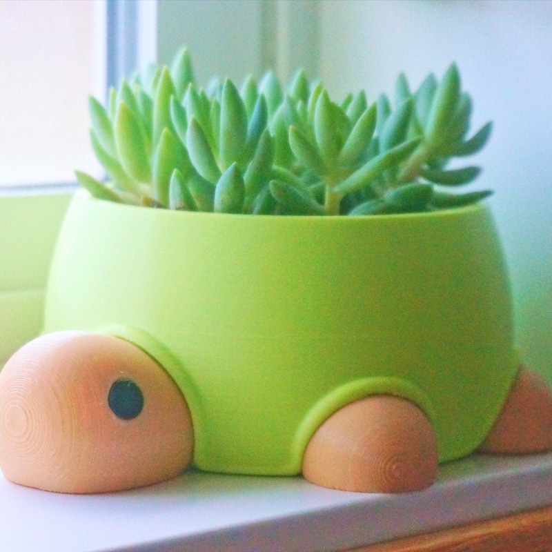Turtle Cactus - Etsy