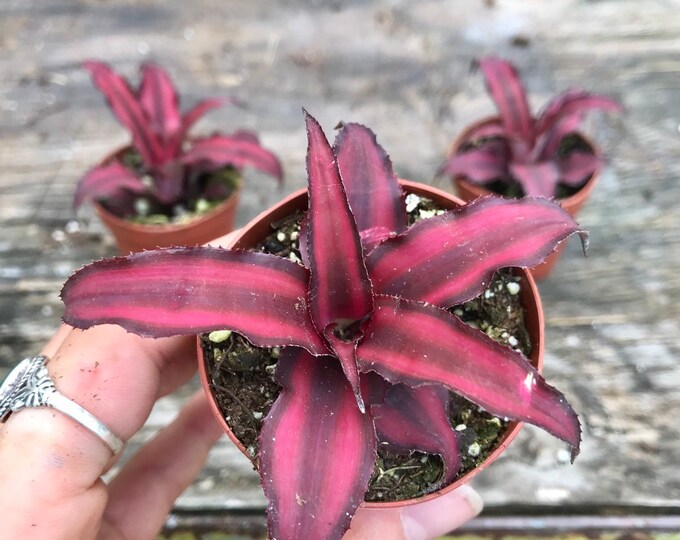 Pink Earth Star ~ Cryptanthus Spp. ~ Bromeliad ~ Unique House Plant ~ 2 ...