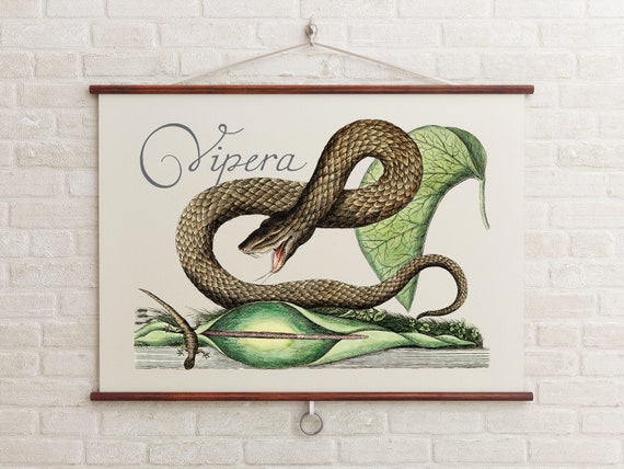 Vipera Wall Art From 1800s Vintage Viper Illustration With - Etsy