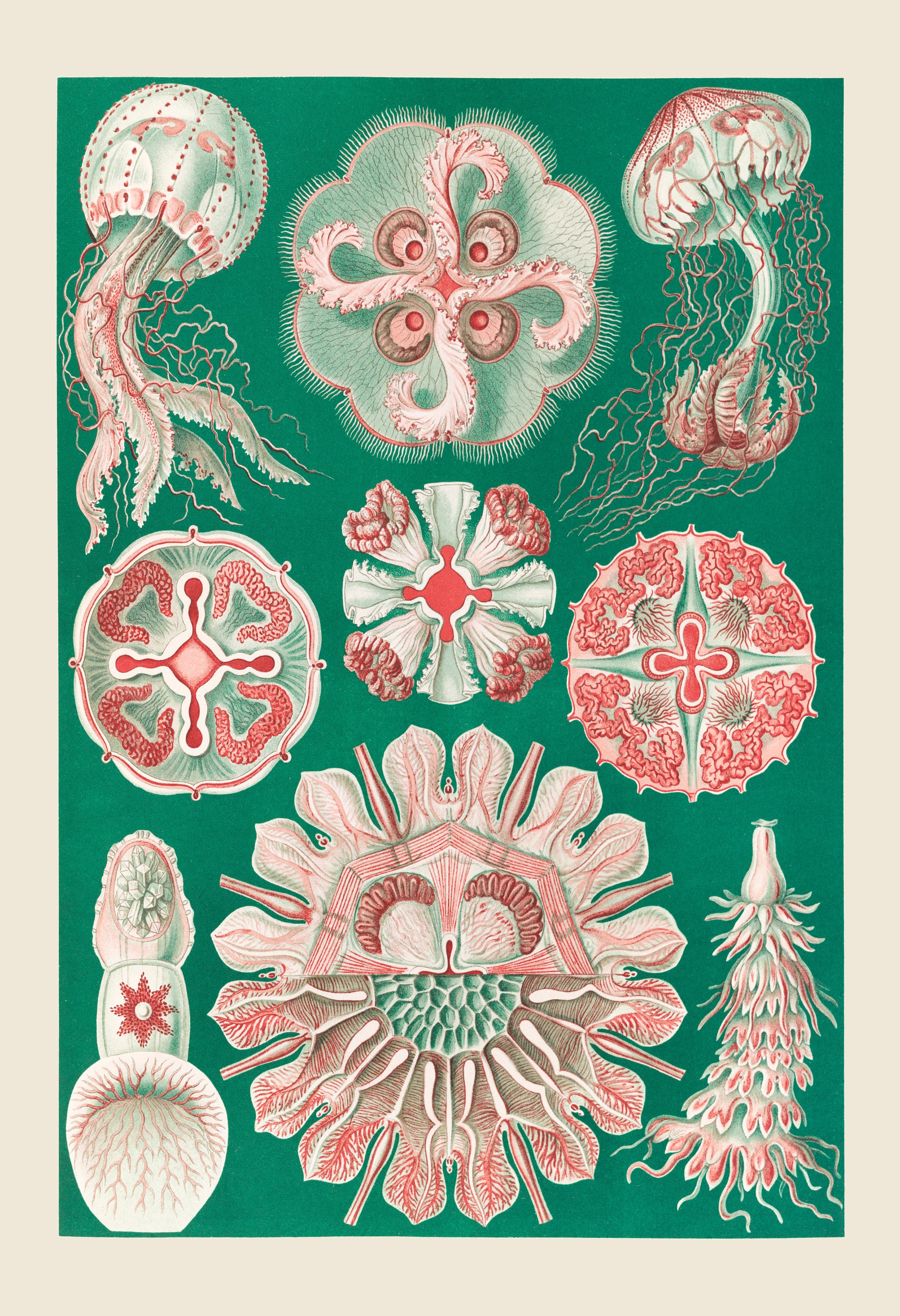 Sea Creatures Gallery Wall Vintage Nautical Art From 1800s | Etsy