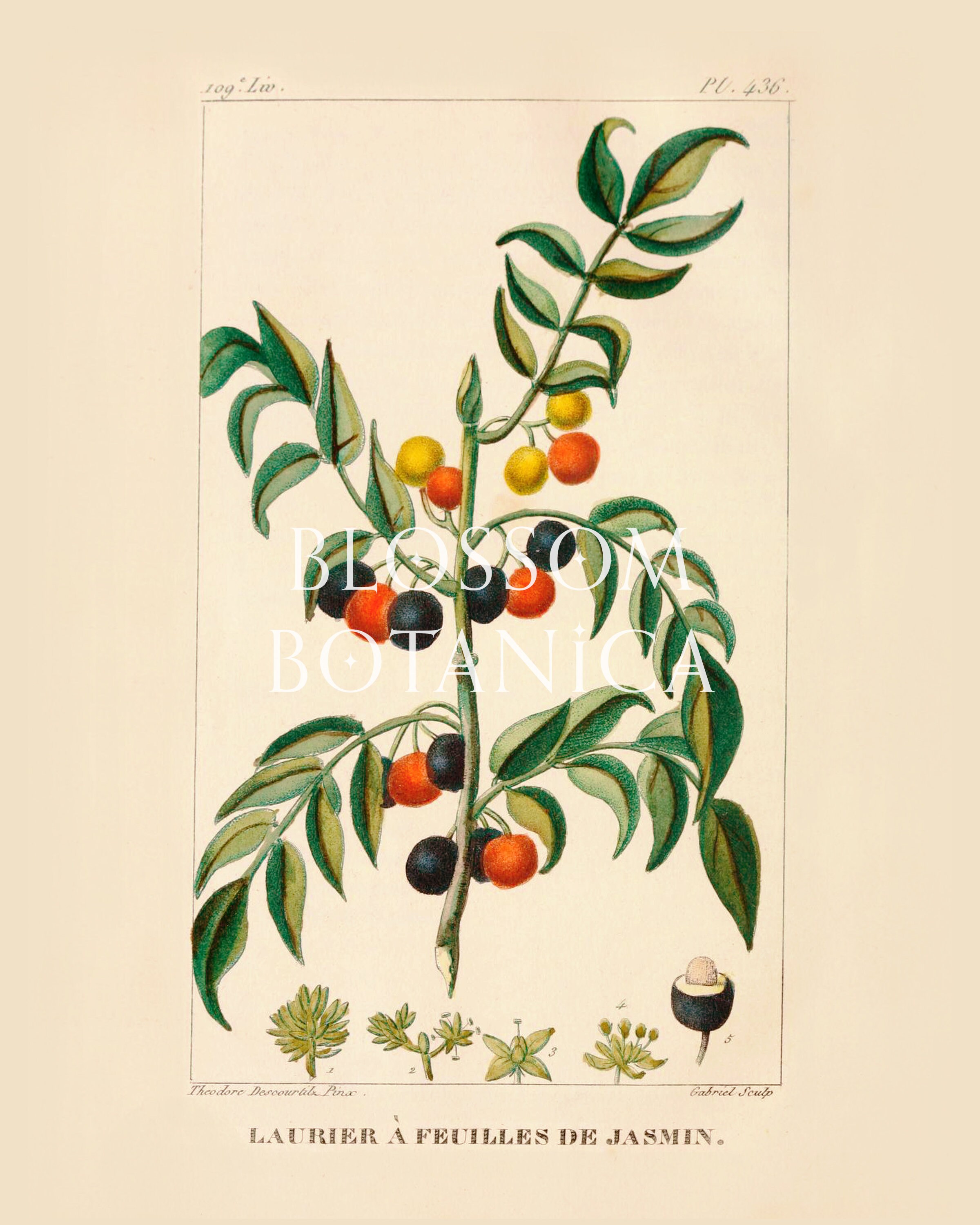 Vintage Botanical Print Set, Jean-théodore Descourtilz Illustrations ...