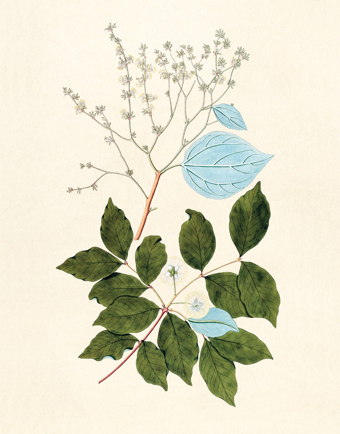 Vintage Pale Blue Botanical Prints From the 1800s, Sky Blue, Set of 2 ...