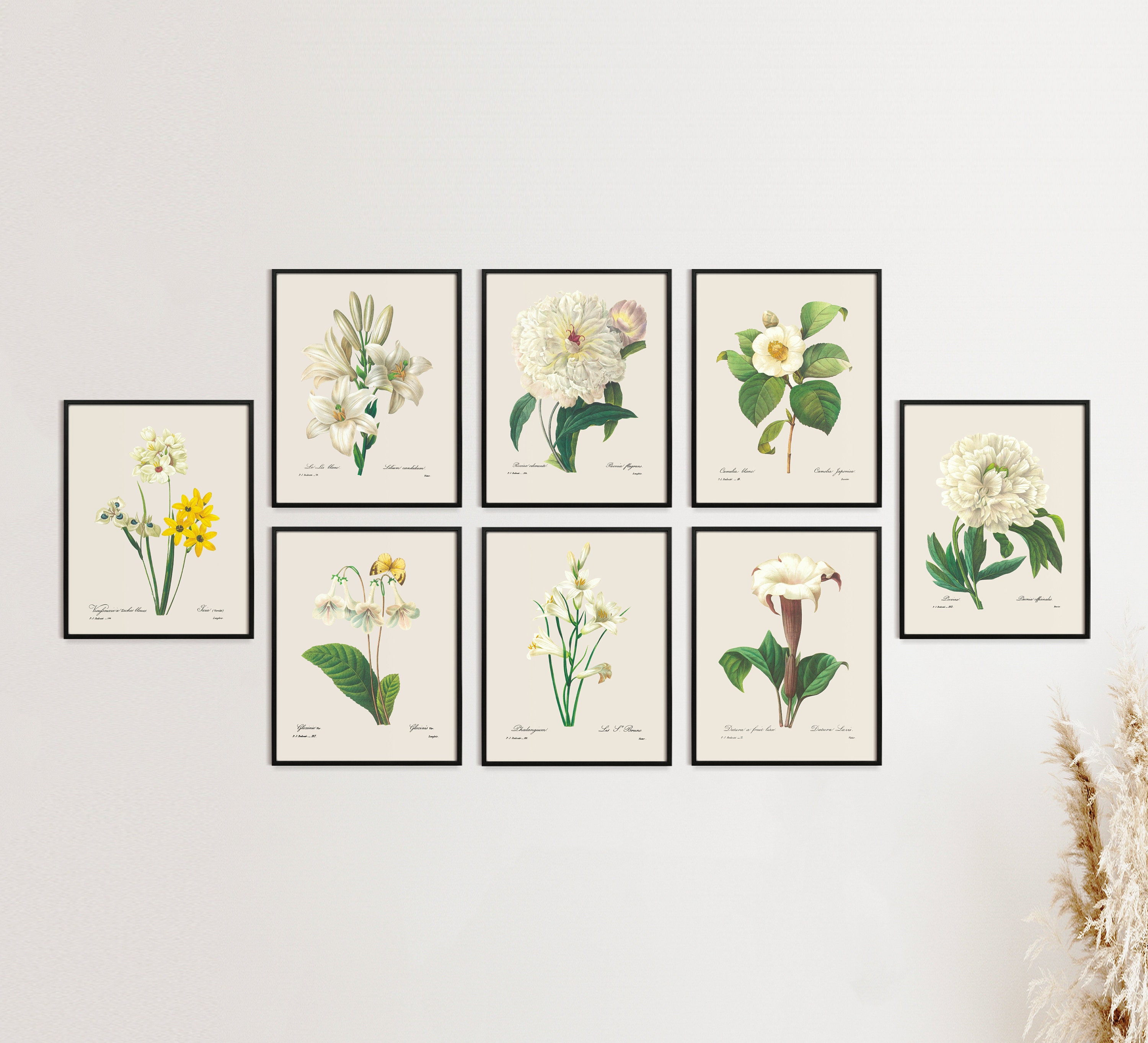 Set of 8 Ivory Botanical Print Collection Eight White Redouté | Etsy