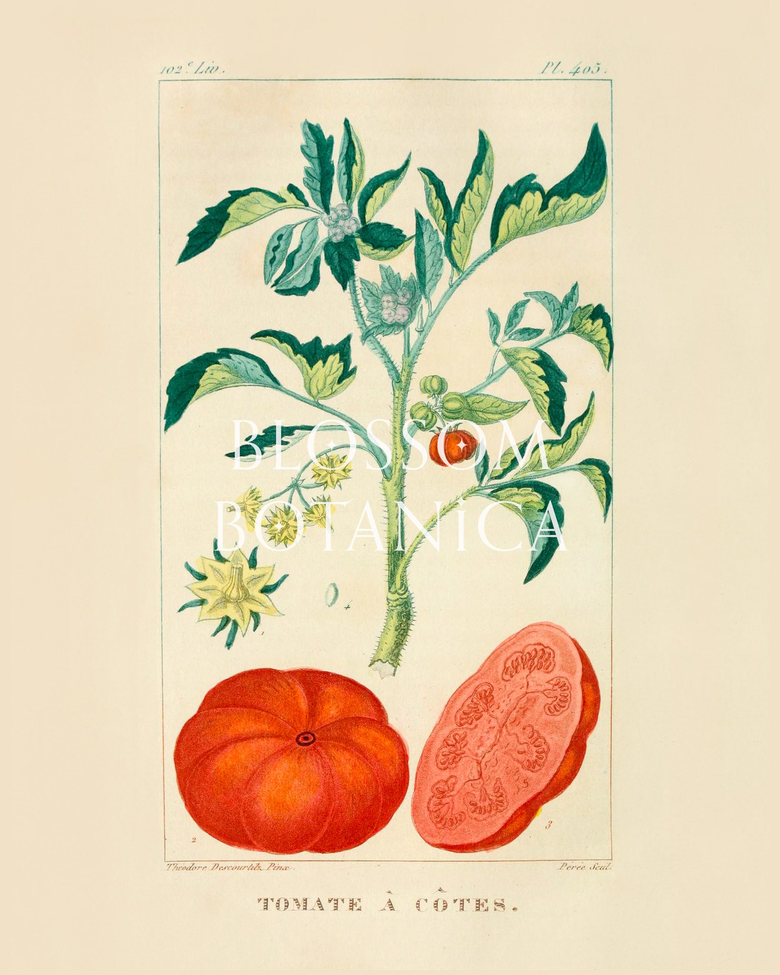 Vintage Botanical Print Set, Jean-théodore Descourtilz Illustrations ...