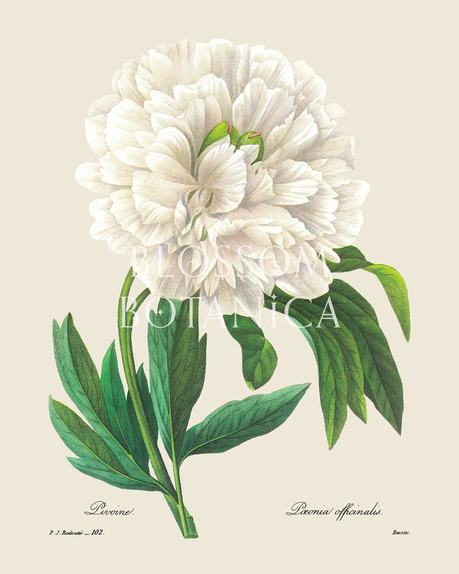 Set of 8 Ivory Botanical Print Collection Eight White Redouté - Etsy