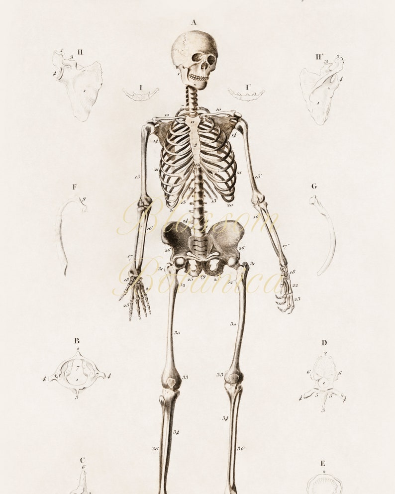 Antique Skeleton Art Print, Gothic Art, Dark Academia, Light Academia ...