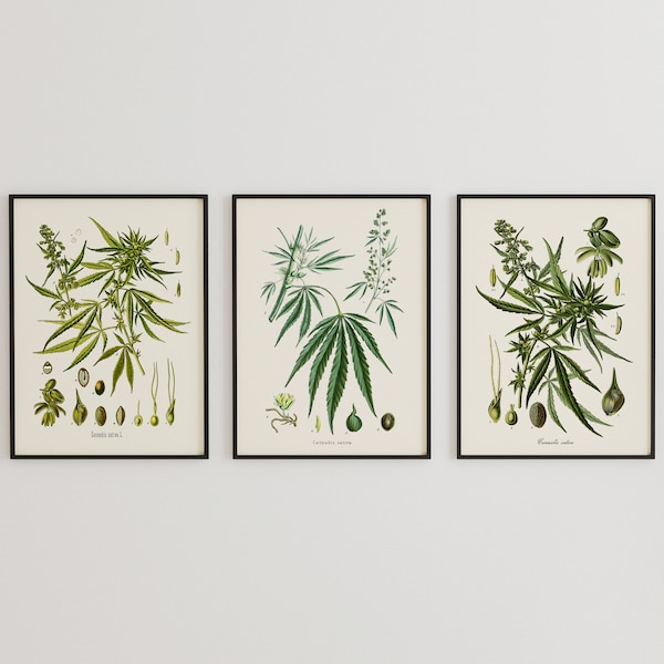 Marijuana Botanical Print - Etsy