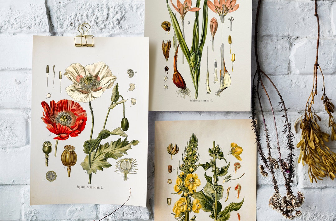Vintage Botanical Print Set, Customizable Sizes, Set of Three Giclée ...