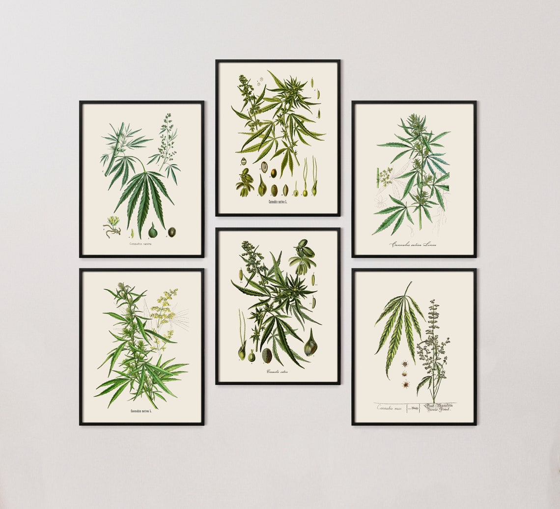 Vintage Cannabis Print Set Cannabis Prints From 1800s 1700s - Etsy