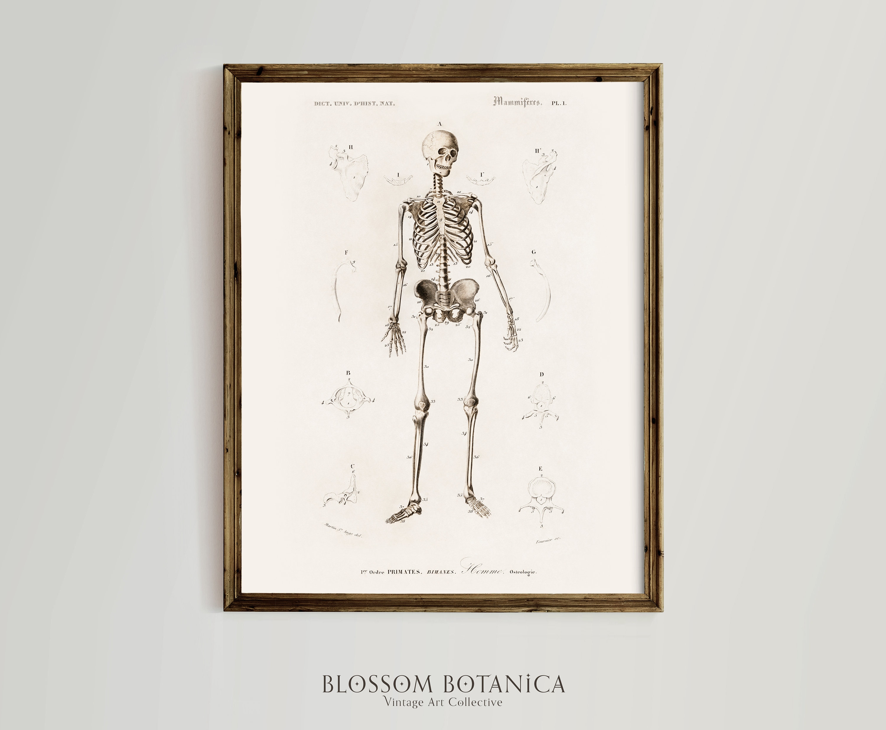 Antique Skeleton Art Print, Gothic Art, Dark Academia, Light Academia ...