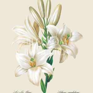 Set of 8 Ivory Botanical Print Collection Eight White Redouté - Etsy